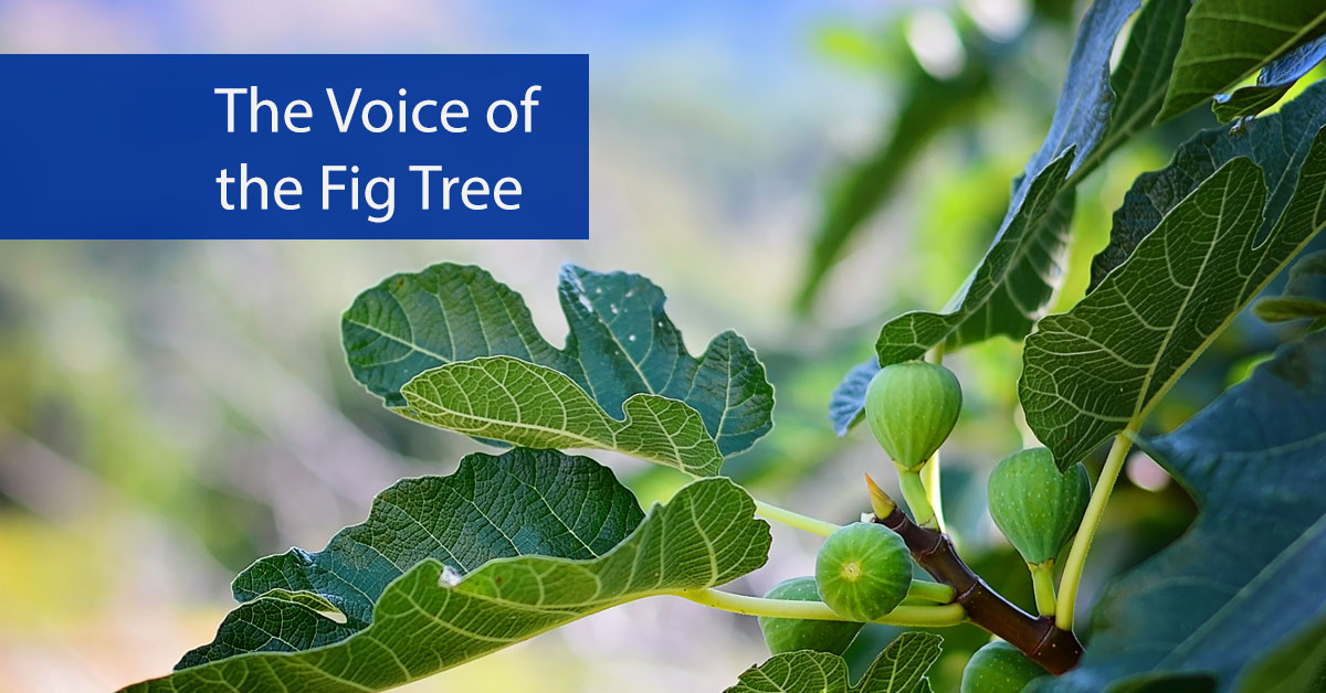 The Voice of the Fig Tree